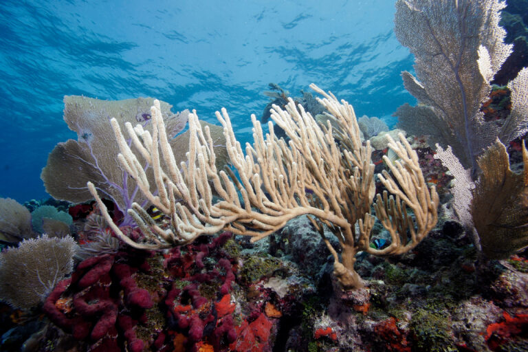 Dive into Paradise: Unveiling the 10 Best Snorkeling in Miami - Breathe ...